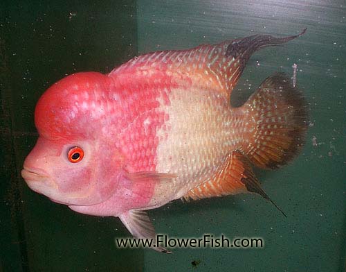 Flowerhorn Fishes For August 2009 - Flowerfish.com